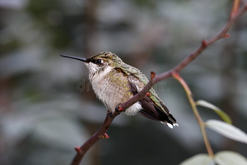Female Ruby-throated Hummingbird Stock Image - Image of resting ...