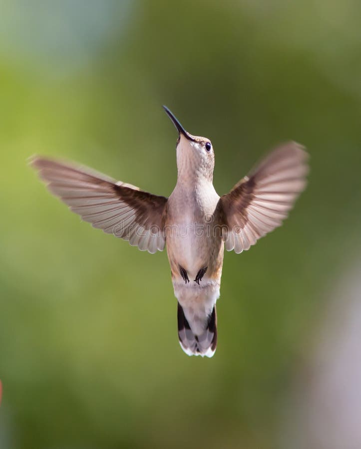 Female Ruby-Throated Hummingbird Stock Image - Image of hummingbird ...