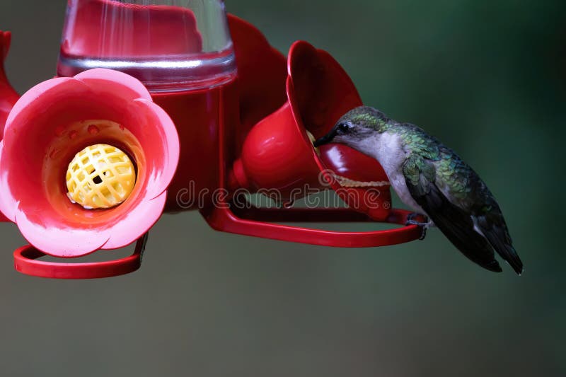 Female Ruby Throated Hummingbird Stock Photo - Image of ruby ...