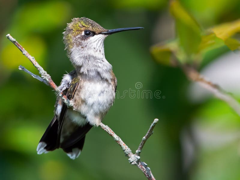 Female Ruby Red Throat Hummingbird Stock Image - Image of motion, white ...
