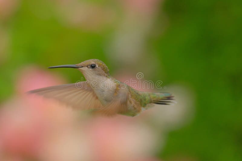 Female Ruby Throated Hummingbird Stock Photo - Image of wing, wildlife ...