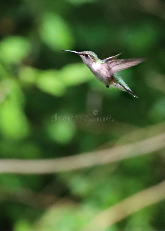 A Female Ruby Throated Hummingbird Flying Stock Photo - Image of ...
