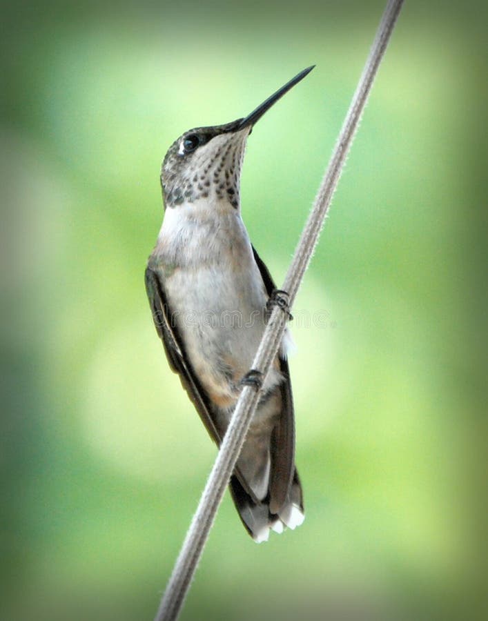 Female Ruby Throated Hummingbird Stock Photo - Image of ruby, female ...