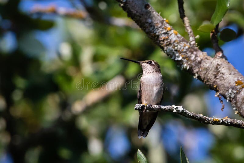 Hummingbird Resting II stock photo. Image of feather - 41100128