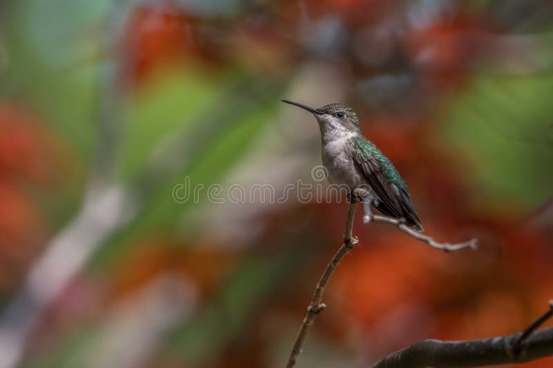 Female Ruby-throated Hummingbird on Small Branch Stock Image - Image of ...
