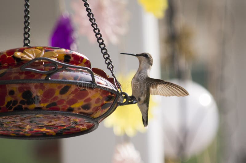 Female Ruby Red Throat Hummingbird Stock Image - Image of motion, white ...