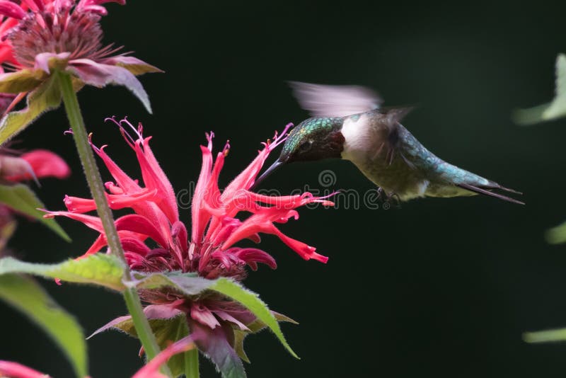 Ruby Throated Hummingbird stock photo. Image of hummingbird - 101326300