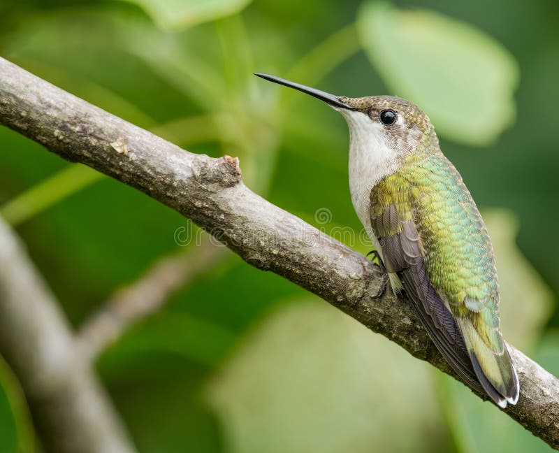 Female Ruby-throated Hummingbird on a Tree Stock Image - Image of ...