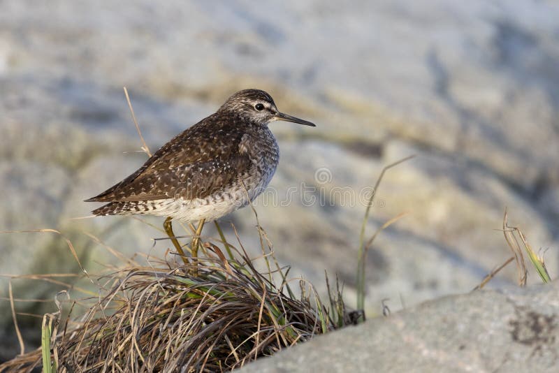 Female Ruff Bird Stands on the Shore of Lake Stock Image - Image of ...