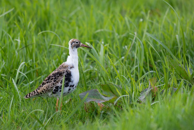 Female Ruff stock image. Image of netherlands, wader - 40079519