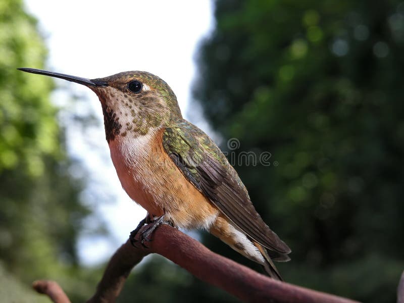 Rufous Hummingbird Female stock image. Image of avian - 29289059