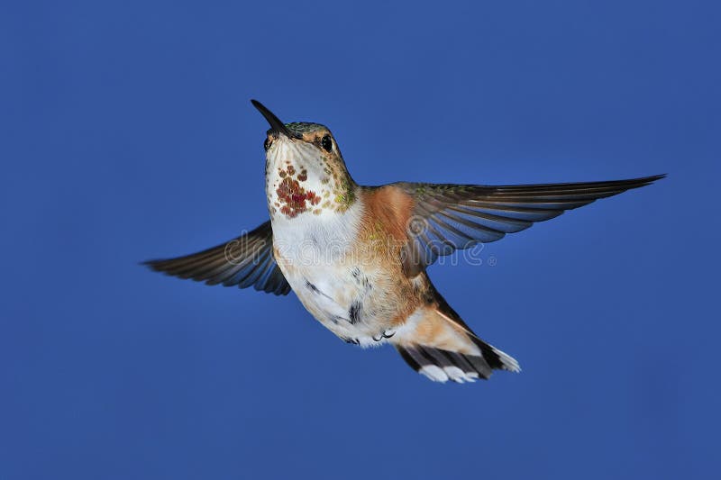 Female rufous Hummingbird stock image. Image of hummingbird - 18453165
