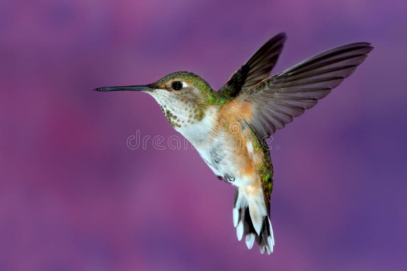 Female rufous Hummingbird stock image. Image of hummingbird - 18453165