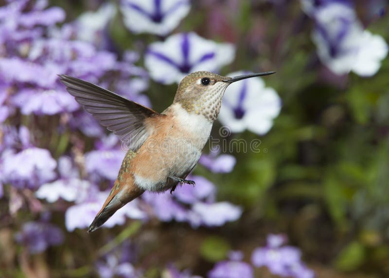 Female Rufous Hummingbird stock photo. Image of selasphorus - 73234498