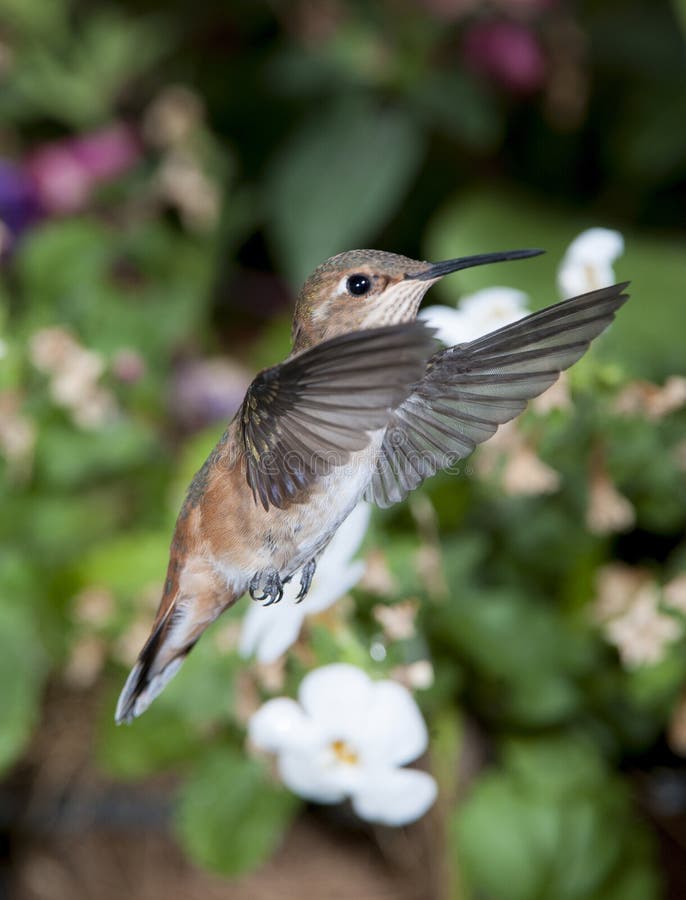 289 Female Rufous Hummingbird Stock Photos - Free & Royalty-Free Stock ...