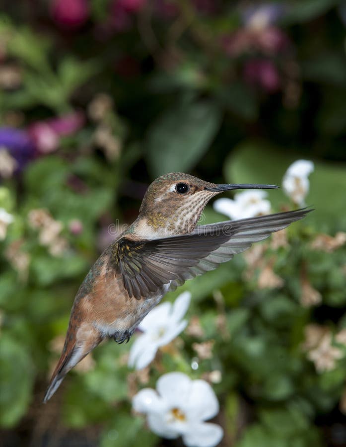 Female Rufous Hummingbird stock photo. Image of wild - 73236094