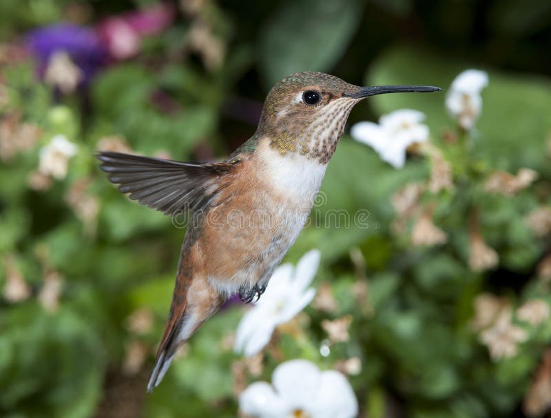 Female Rufous Hummingbird stock photo. Image of british - 73236384