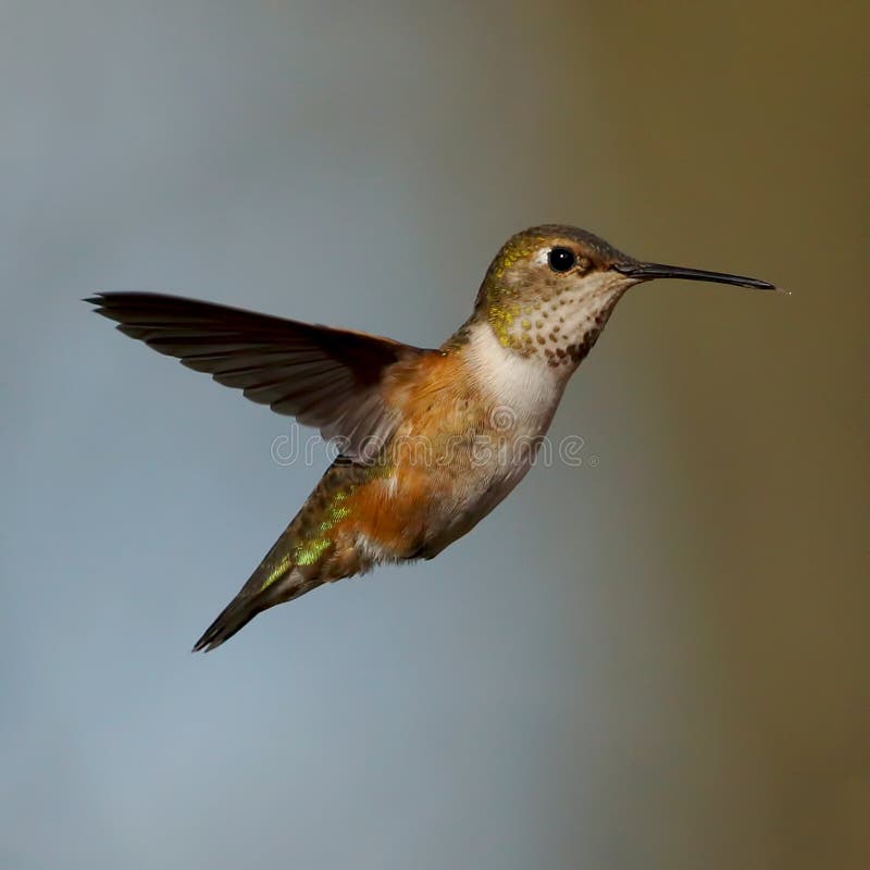 Female Rufous Hummingbird stock photo. Image of wings - 64101166