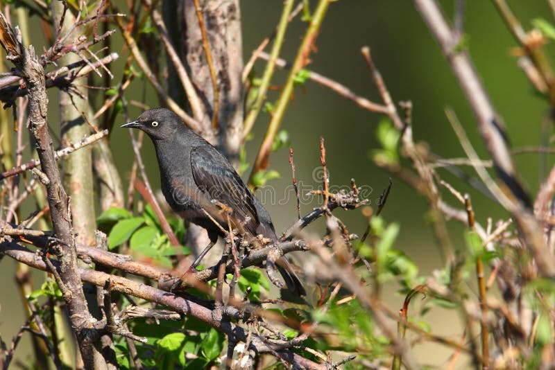 Female Rusty Blackbird stock image. Image of beak, brush - 22687627