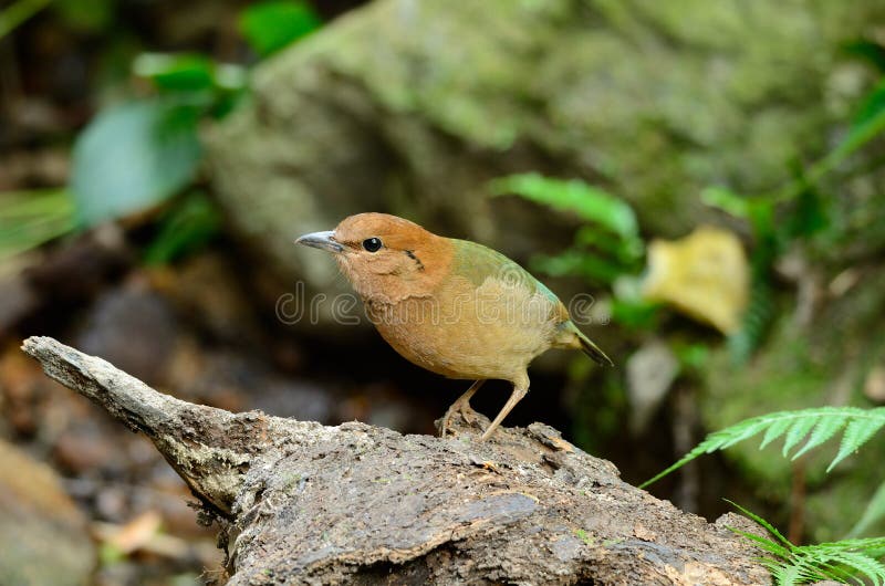 Female rusty-naped pitta stock photo. Image of natural - 37994862