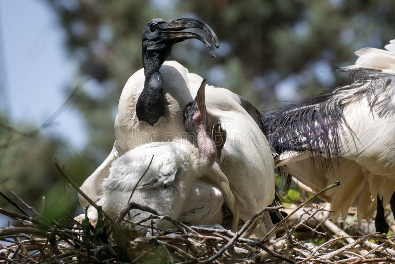 Female of Sacred Ibis and Her Chicks Stock Photo - Image of sacred ...