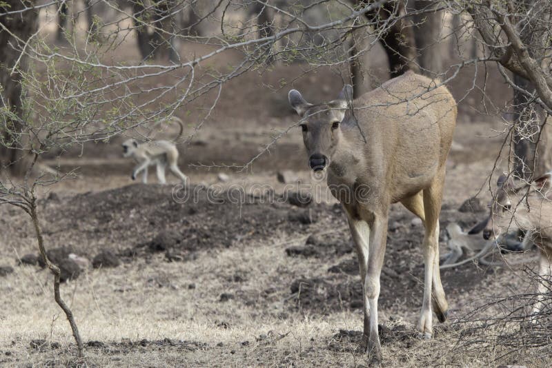 Female Sambar Which Goes Under the Branches of a Tree on a Fores Stock ...