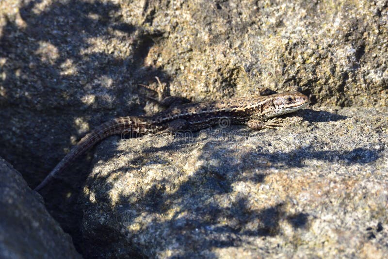 Female of Sand Lizard Lacerta Agilis Isolated on White Stock Photo ...