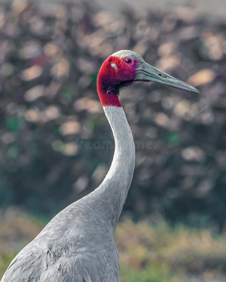 Female Sarus Crane stock image. Image of india, environment - 282514937