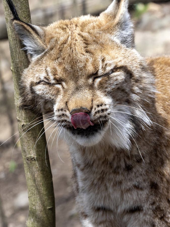 Female Scandinavian Lynx, Lynx Lynx Lynx, Licks Her Snout Stock Image ...