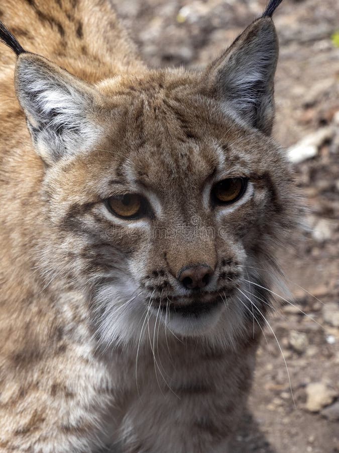 Female Scandinavian Lynx, Lynx Lynx Lynx, Observes the Work of a ...