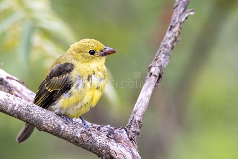 Female Scarlet Tanager Perching on a Branch Stock Photo - Image of ...