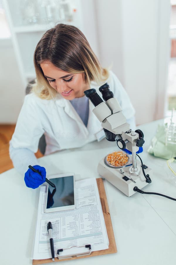 Female Scientist Looking Corn for Genetic Modification Research Stock ...