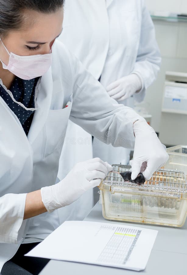Laboratory Mouse Tries To Escape Stock Image - Image of human, mouse ...