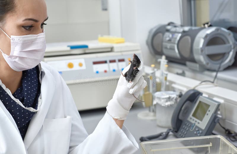 Laboratory Mouse Tries To Escape Stock Image - Image of human, mouse ...