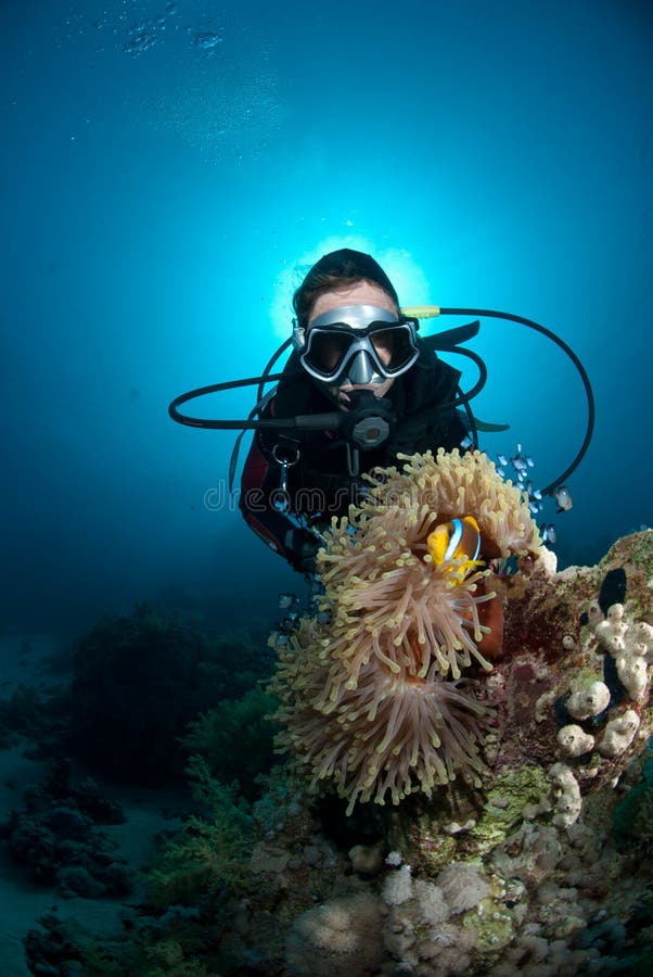 Female Scuba Diver Observing Clown Fish Stock Photo - Image of reef ...