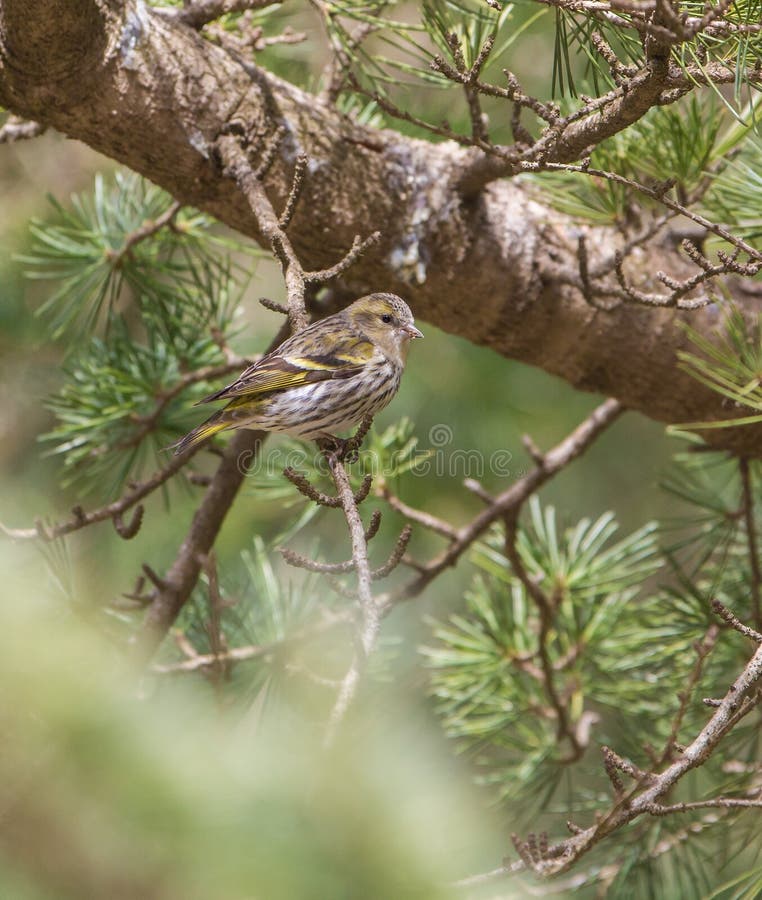 Female Serin on a Pine Tree Stock Photo - Image of detail, perching ...