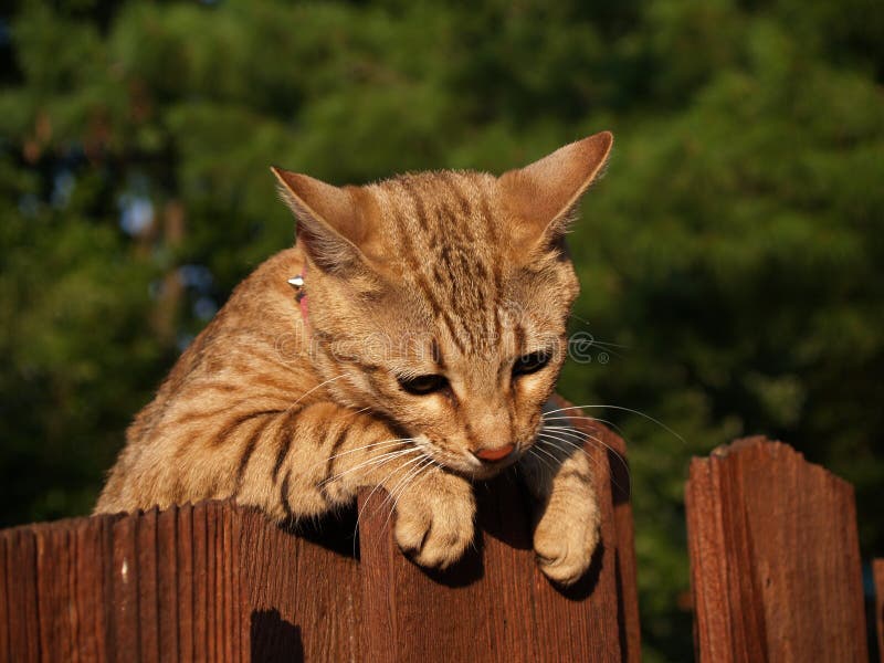 Serval Cat stock photo. Image of looking, endangered - 31817884