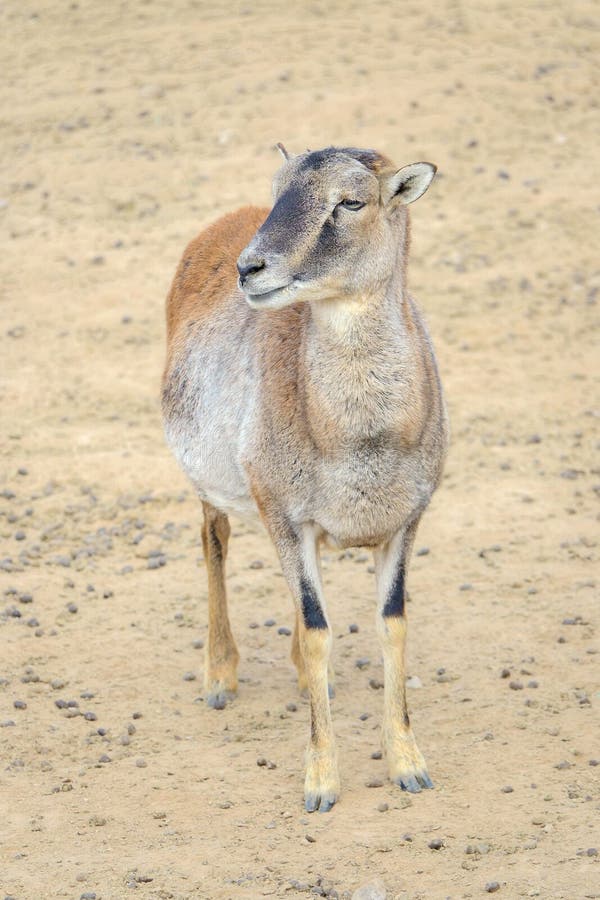 Female sheep stock image. Image of animal, mammals, sheep - 202670229