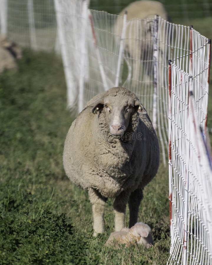 A Female Sheep with Her Baby in a Field Stock Photo - Image of farming ...