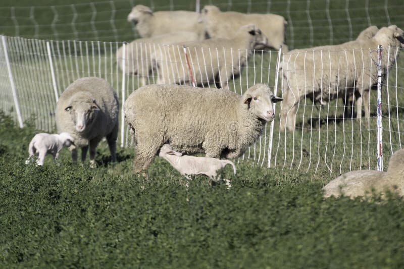 A Female Sheep with Her Baby in a Field Stock Image - Image of ruminant ...