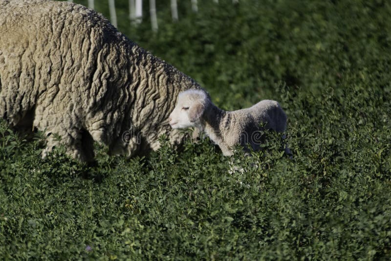 A Female Sheep with Her Baby in a Field Stock Image - Image of sheep ...