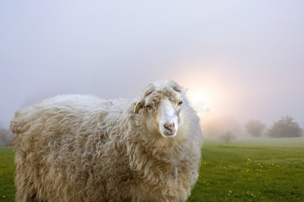 Female Sheep in the Spring at the Farm Stock Image - Image of herbivore ...