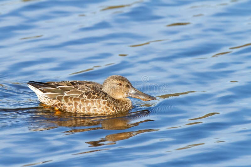 Female Shoveler Duck Swimming at a Lake Stock Image - Image of feathers ...