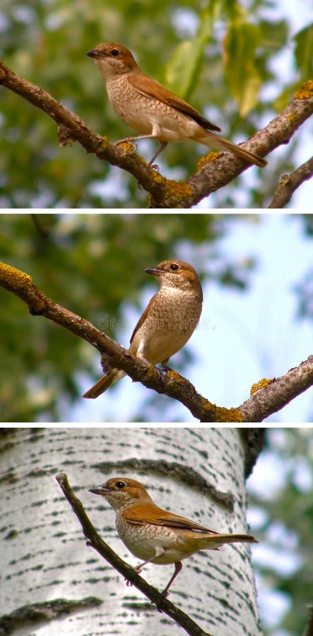 A Female Shrike on a Tree Branch. Stock Photo - Image of fauna ...