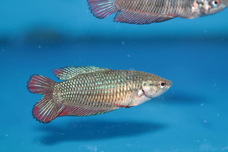 Female of Siamese Fighting Fish (Betta) Aquarium Fish Stock Photo ...