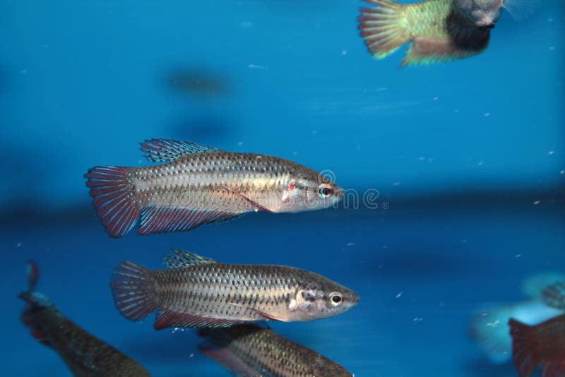 Female of Siamese Fighting Fish (Betta) Aquarium Fish Stock Photo ...