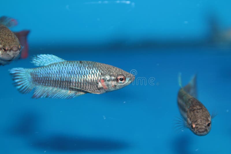 Female of Siamese Fighting Fish (Betta) Aquarium Fish Stock Image ...