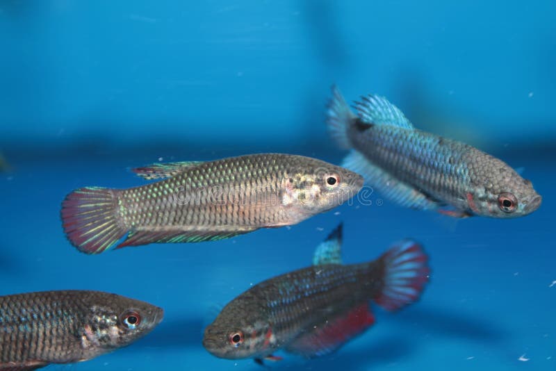 Female of Siamese Fighting Fish (Betta) Aquarium Fish Stock Photo ...