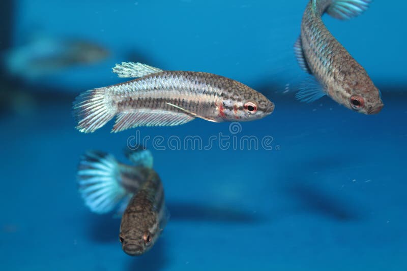 Female of Siamese Fighting Fish (Betta) Aquarium Fish Stock Image ...