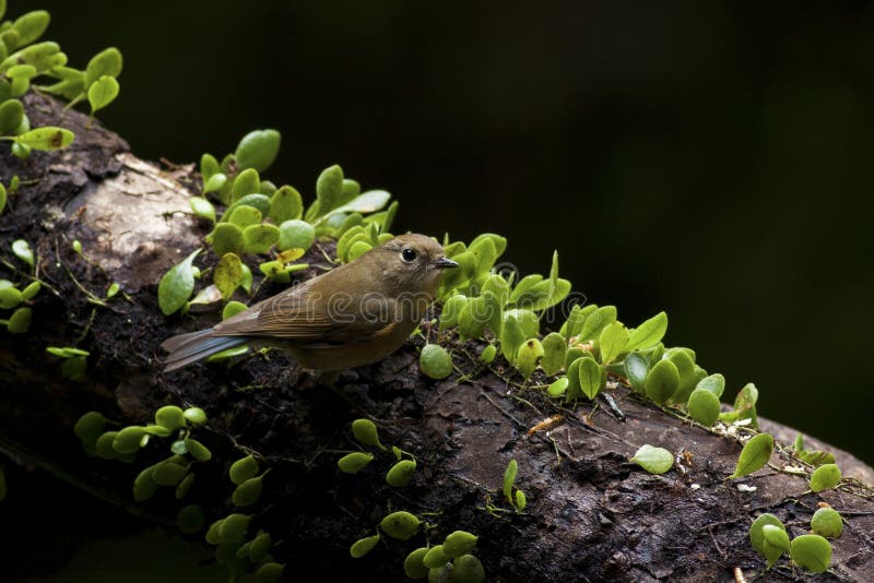 Female Siberian Blue-tail,Tarsiger Cyanurus Stock Image - Image of ...